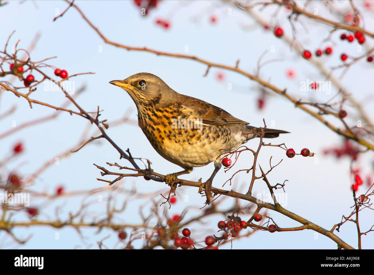 Turdus pilaris fieldfare feeding hi-res stock photography and images ...
