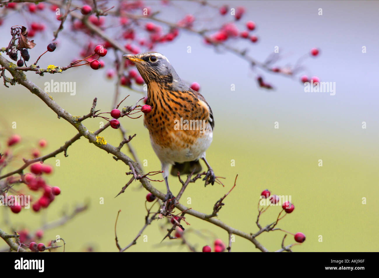 Fieldfare Turdus pilaris feeding on hawthorn berries with nice out of ...