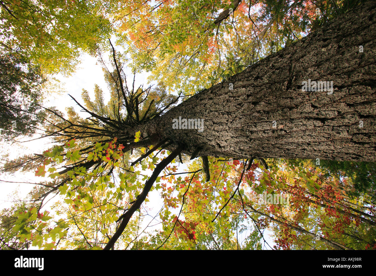 Michigan white pine McMahon Lake Forest Preserve Michigans Upper ...
