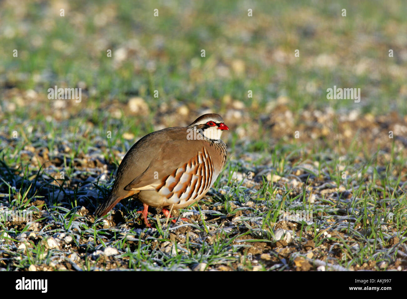 Red Legged Partridge Alectoris rufa feeding on farmland ashwell ...
