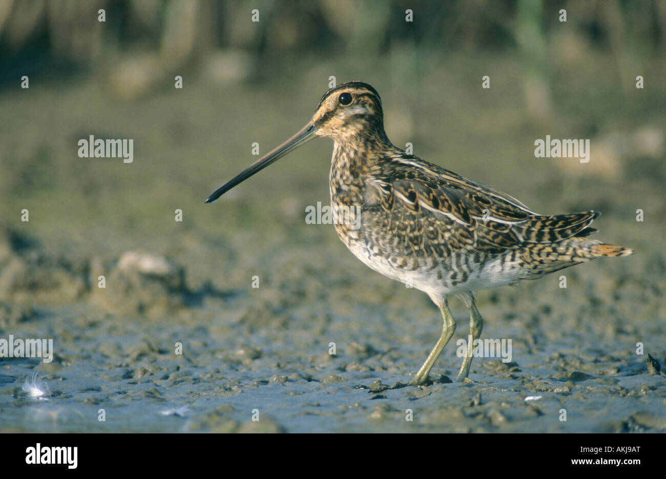 Snipe shooting england hi-res stock photography and images - Alamy