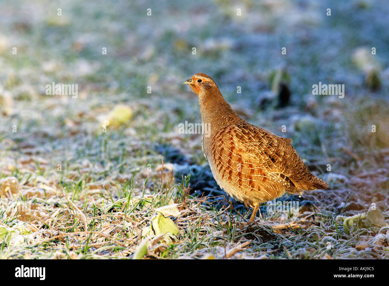 Grey Partridge Perdix perdix standing looking alert on frosty field ...