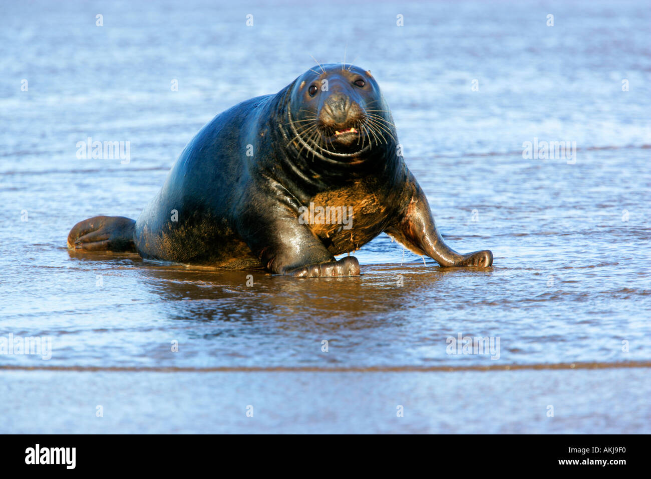 Grey seal Halichoerus grypus comming out of sea donna nook lincolnshire ...