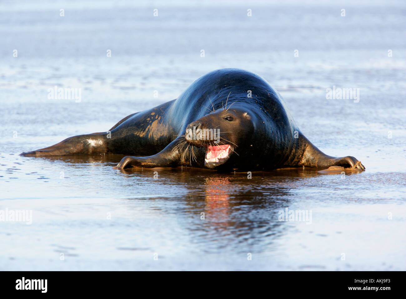 Bull seal (history) hi-res stock photography and images - Alamy