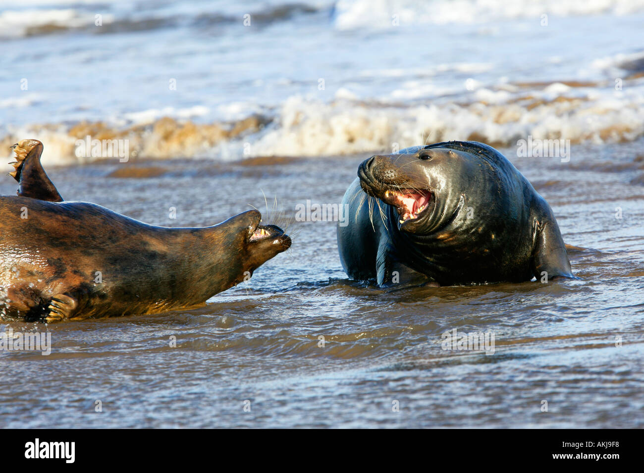Bull seal (history) hi-res stock photography and images - Alamy