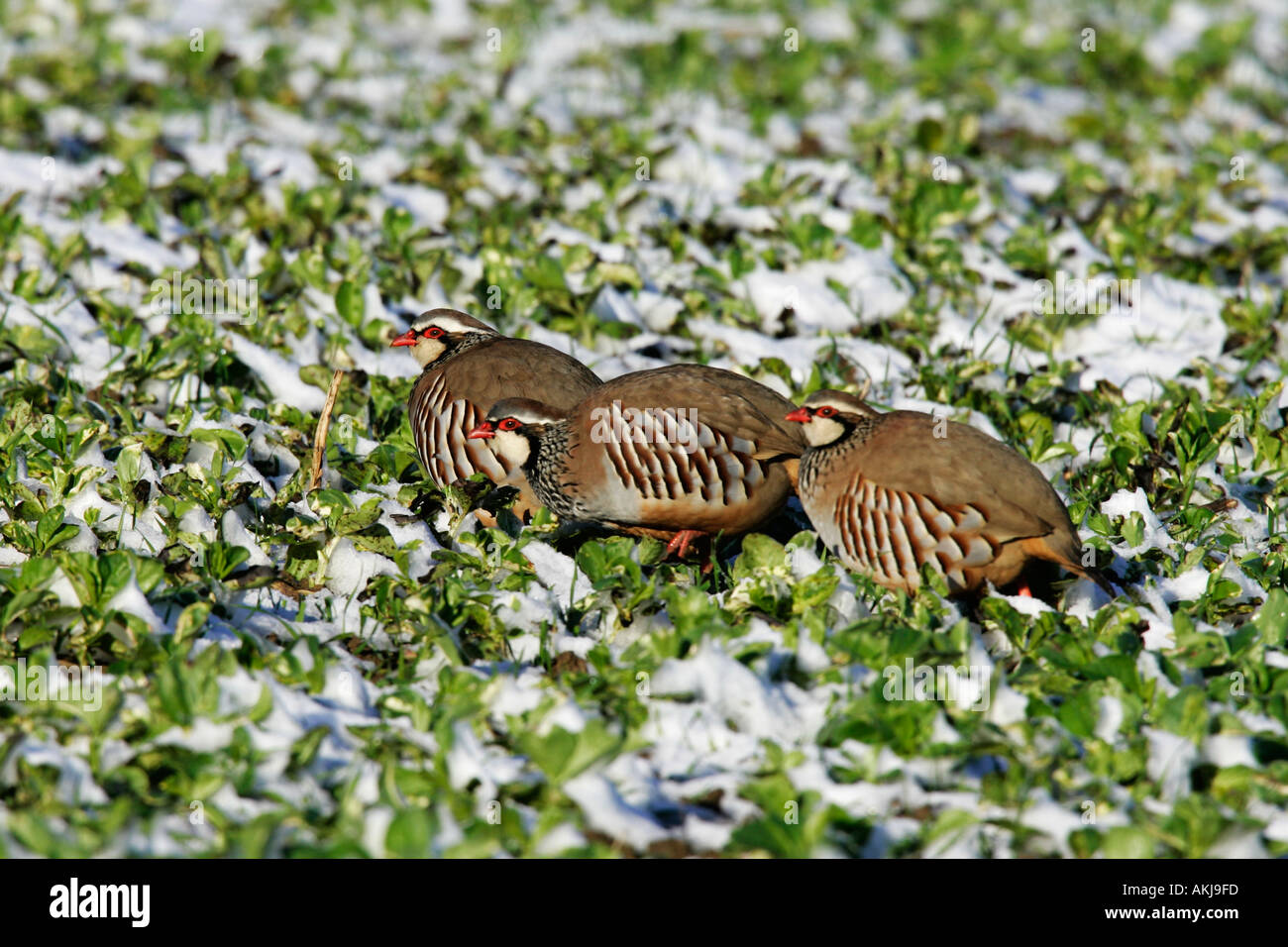 Three Red legged partridge Alectoris rufa Feeding in snow covered wheat ...