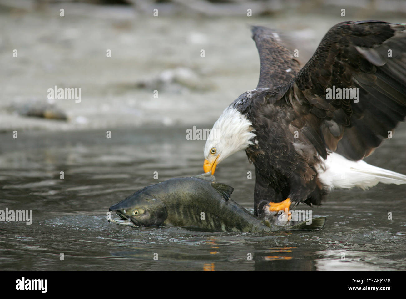bald eagle catching a salmon Stock Photo - Alamy