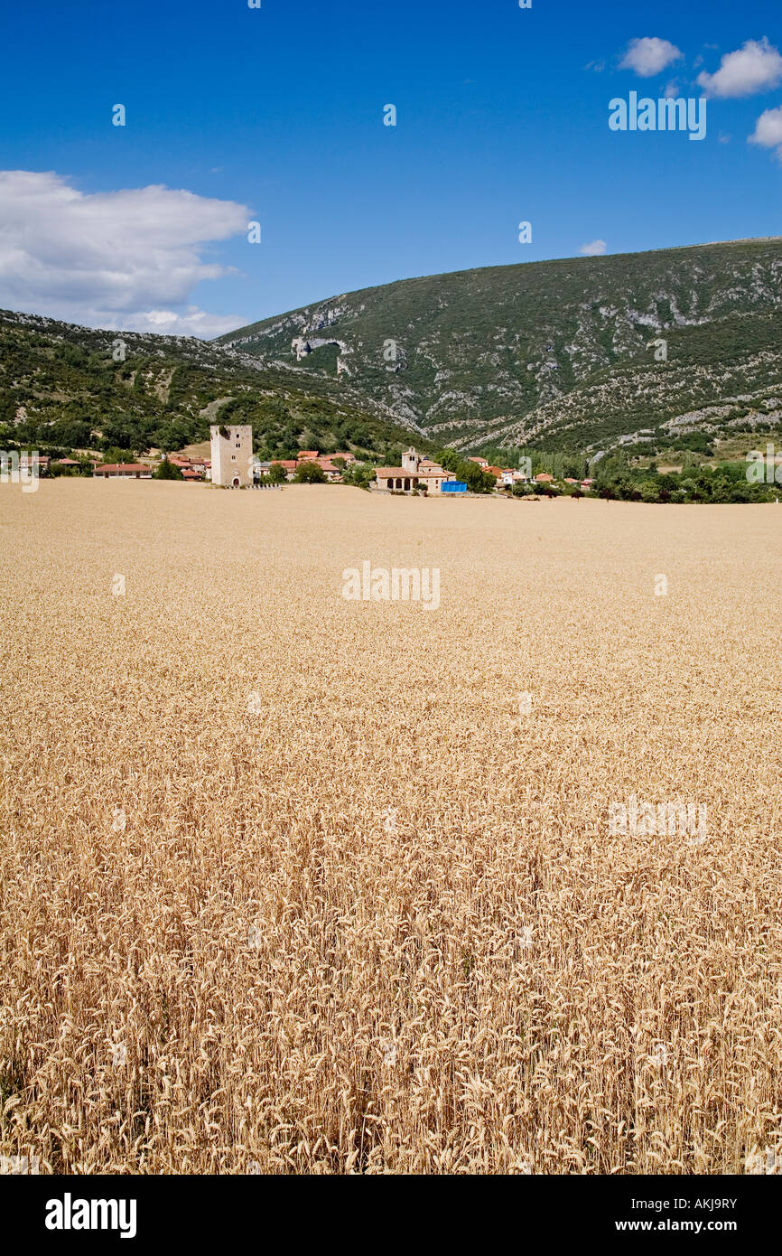 wheat field in valdenocesa burgos castilla leon spain Stock Photo - Alamy