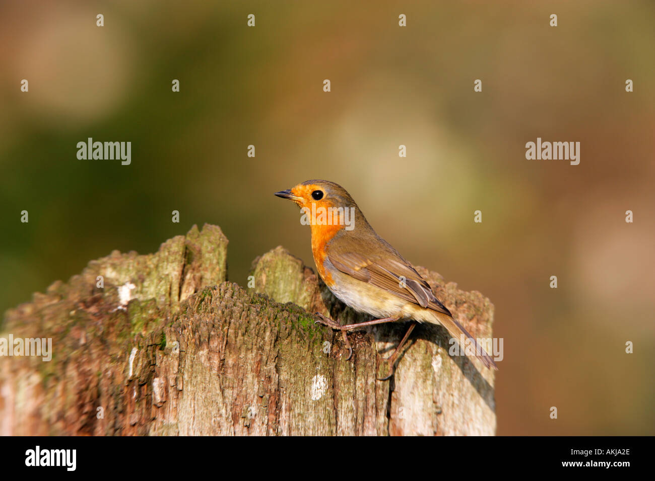 Robin (Erithacus rubecula) On old gate post with nice defuse background ...