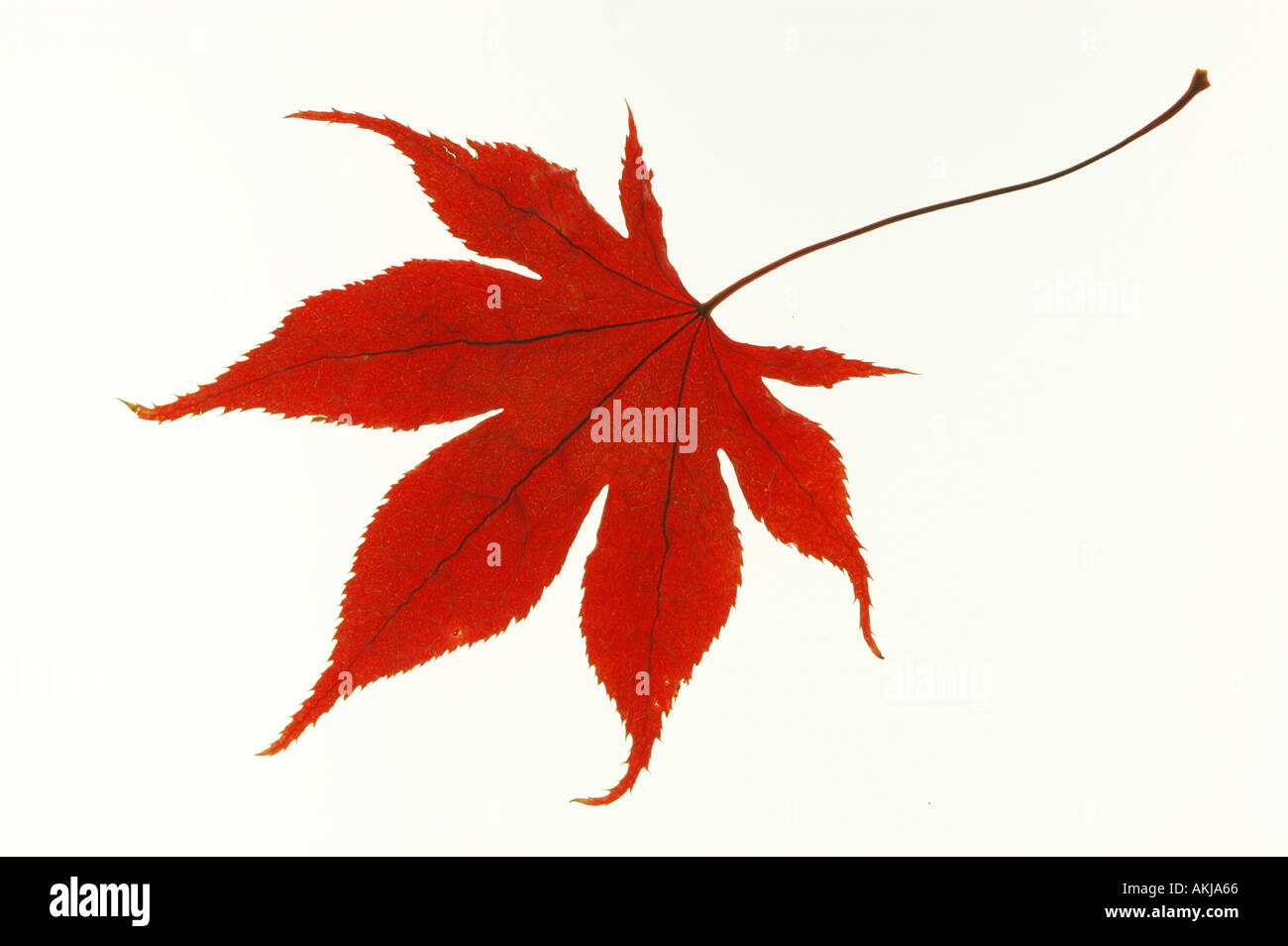 Red veins in leaf Cut Out Stock Images & Pictures - Alamy