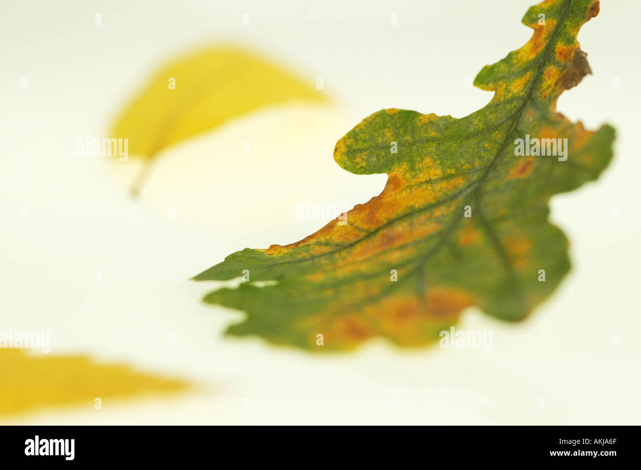 Oak about to leaf hi-res stock photography and images - Alamy
