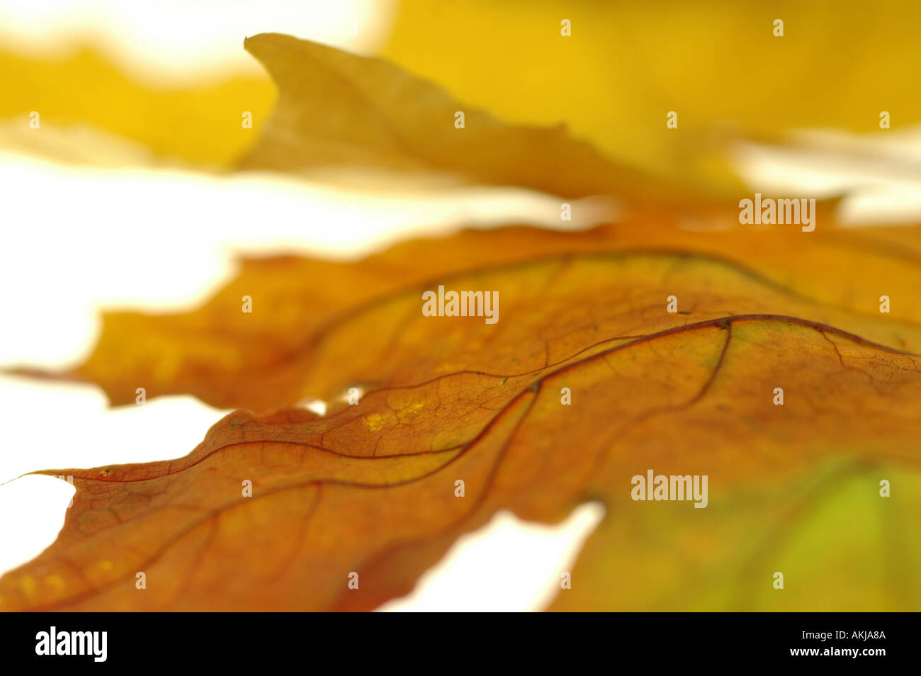 Autumn leaves, close-up Stock Photo - Alamy