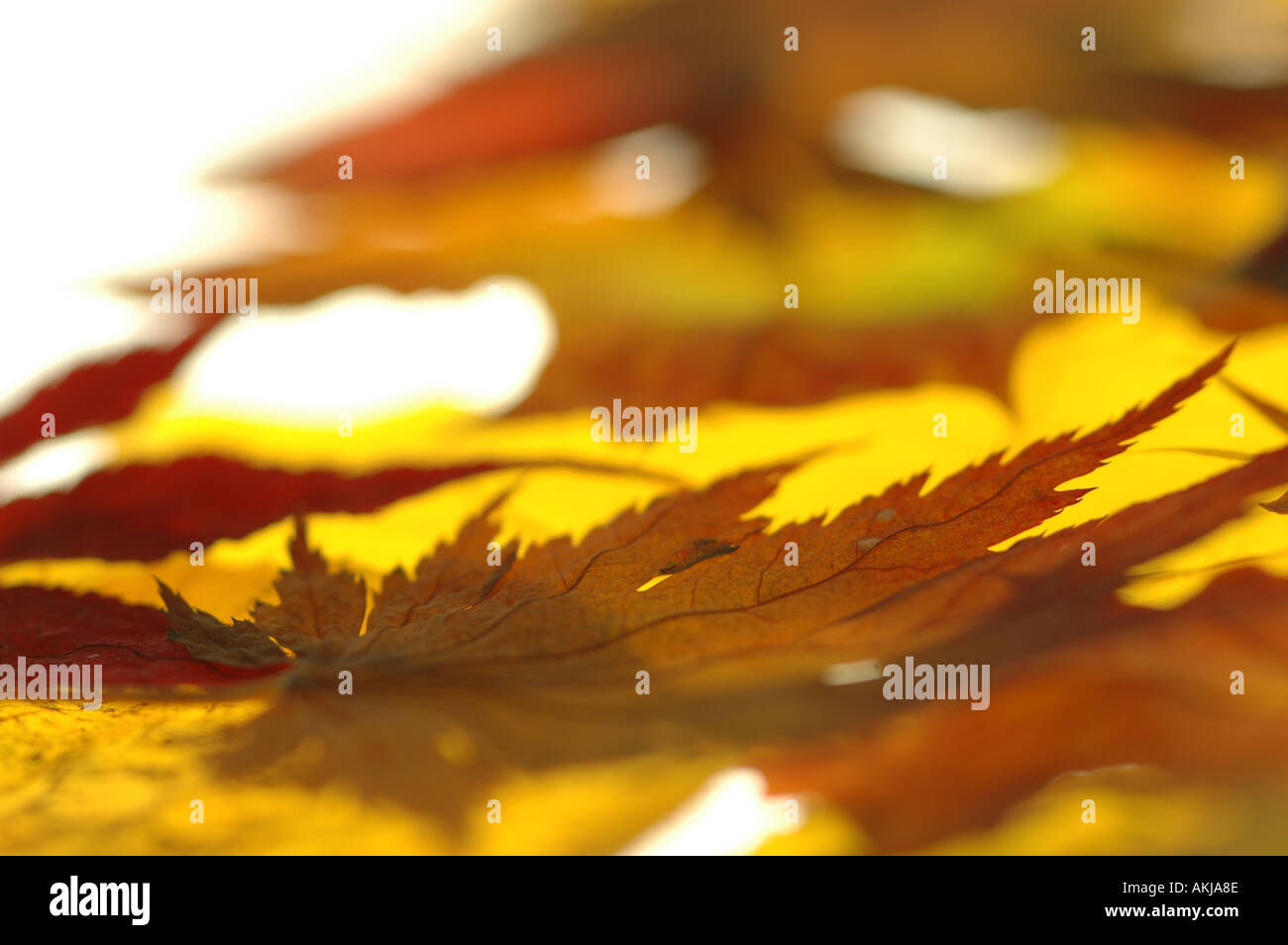 Autumn leaves, close up Stock Photo - Alamy