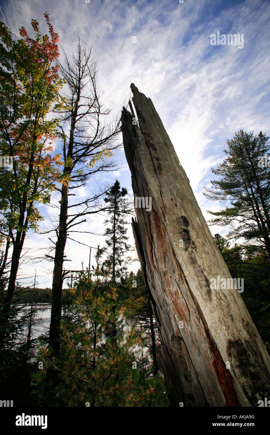 Trees along shoreline McMahon Lake Forest Preserve Michigans Upper ...