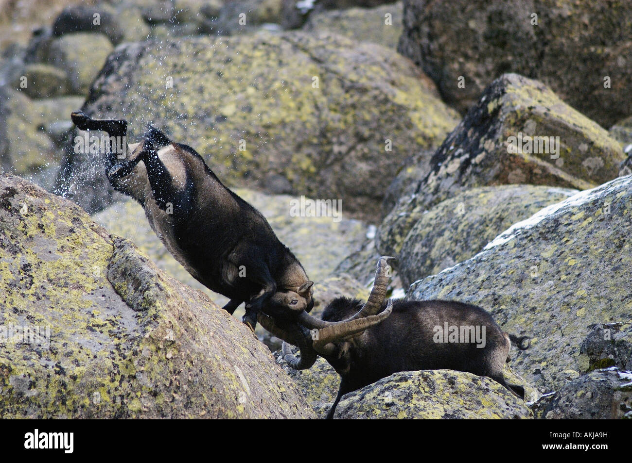 Spanish Ibex Capra pyrenaica Old males fighting during the rut season ...
