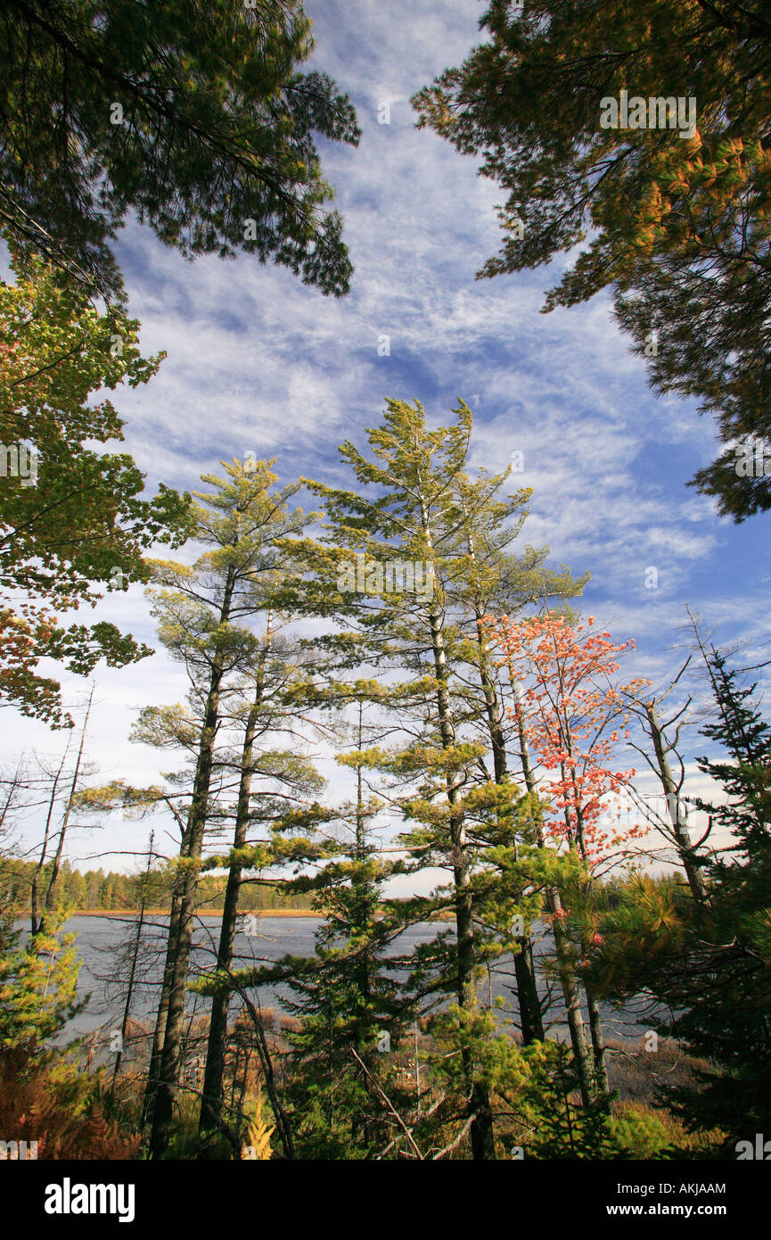 Trees along shoreline McMahon Lake Forest Preserve Michigans Upper ...