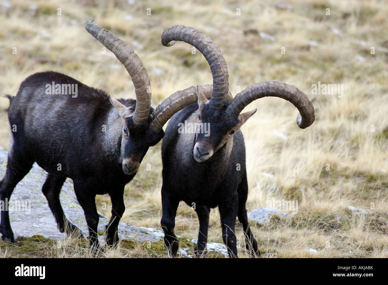 Spanish Ibex Capra pyrenaica Old males fighting during the rut season ...