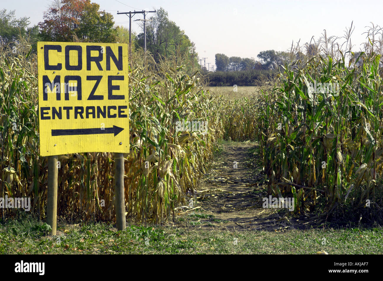 Corn Maze Background