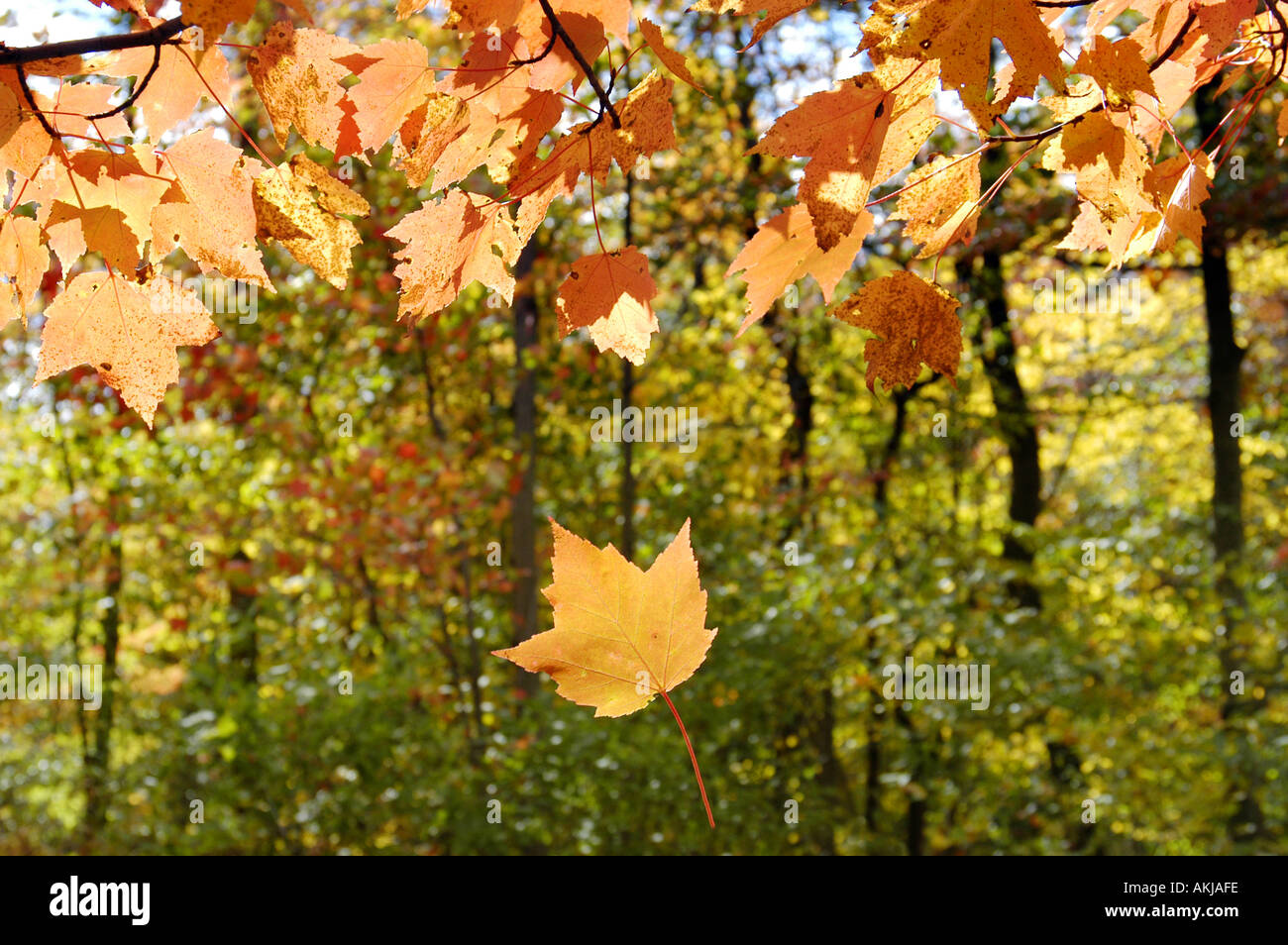 Falling leaf from a tree during autumn Stock Photo - Alamy