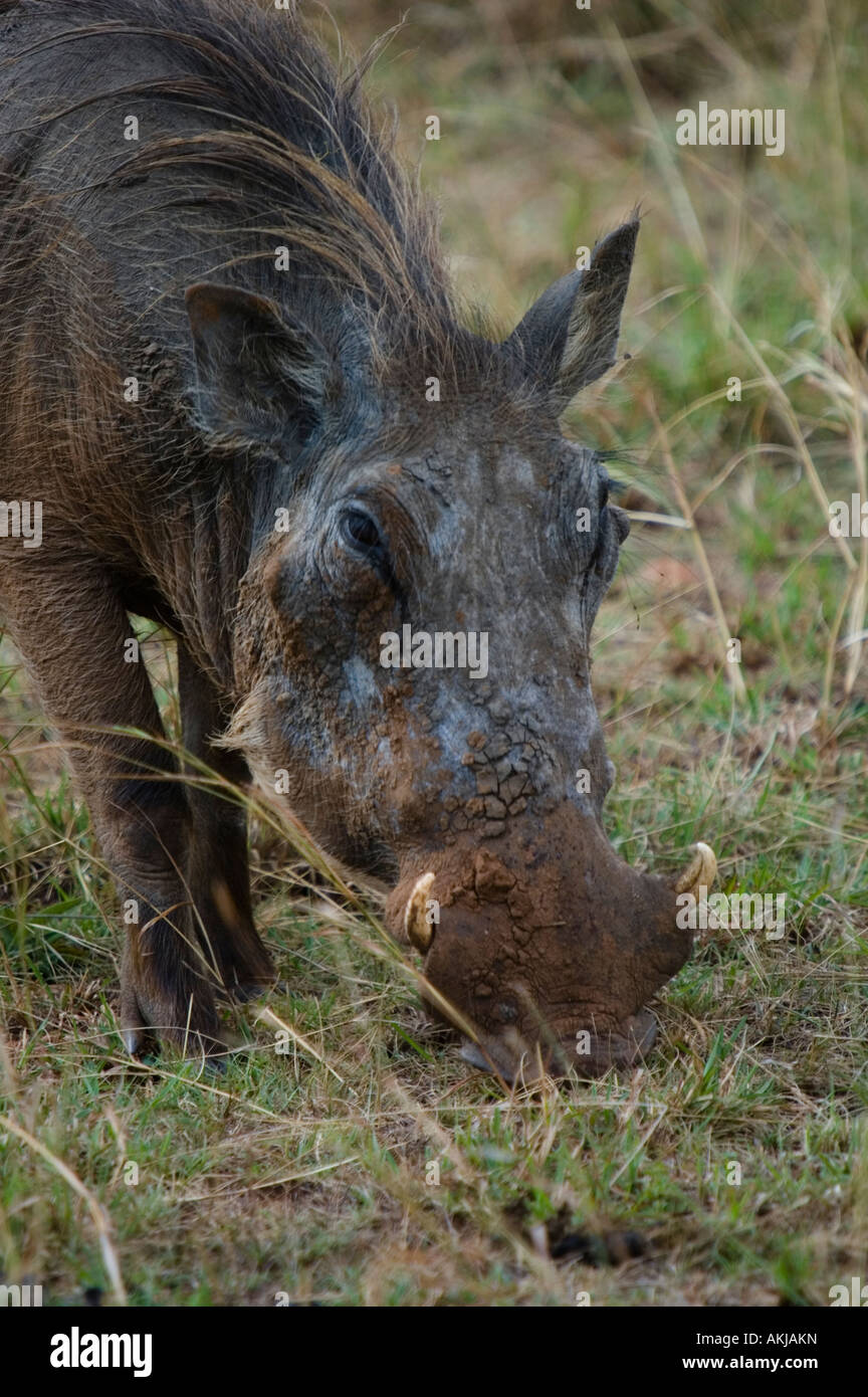 Warthog eating / grazing Stock Photo - Alamy