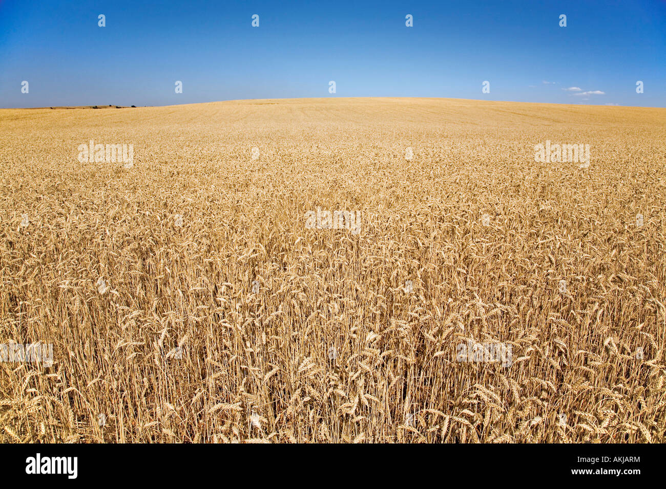 campo de trigo Wheat field Stock Photo - Alamy