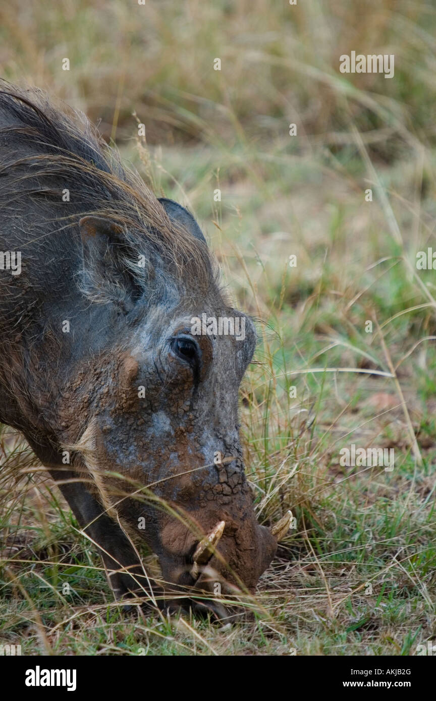 Small tusks hi-res stock photography and images - Alamy