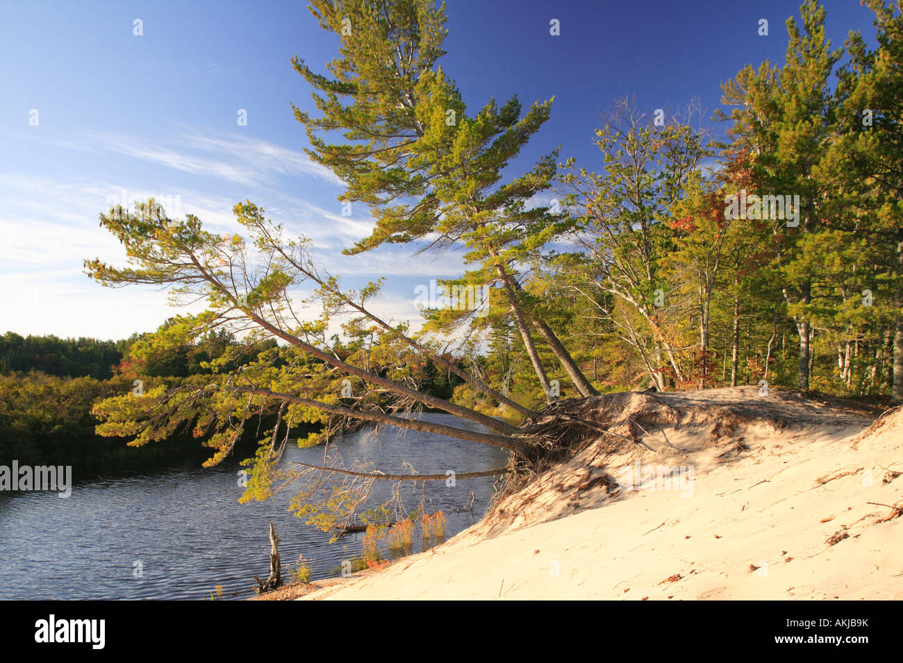 Trees anlong shoreline Two Hearted River Michigan s Upper Peninsula ...