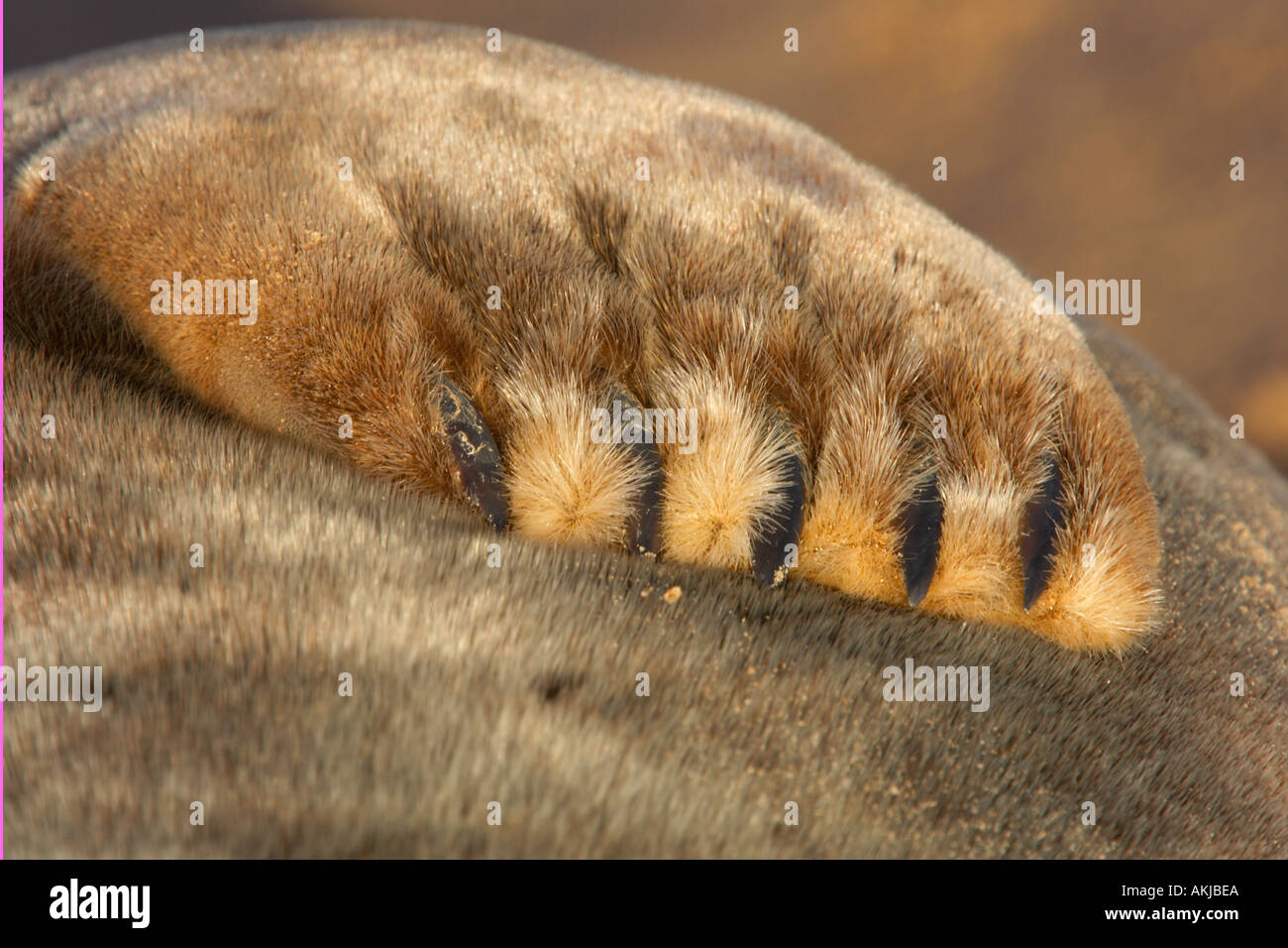 Mammal with claws hi-res stock photography and images - Alamy