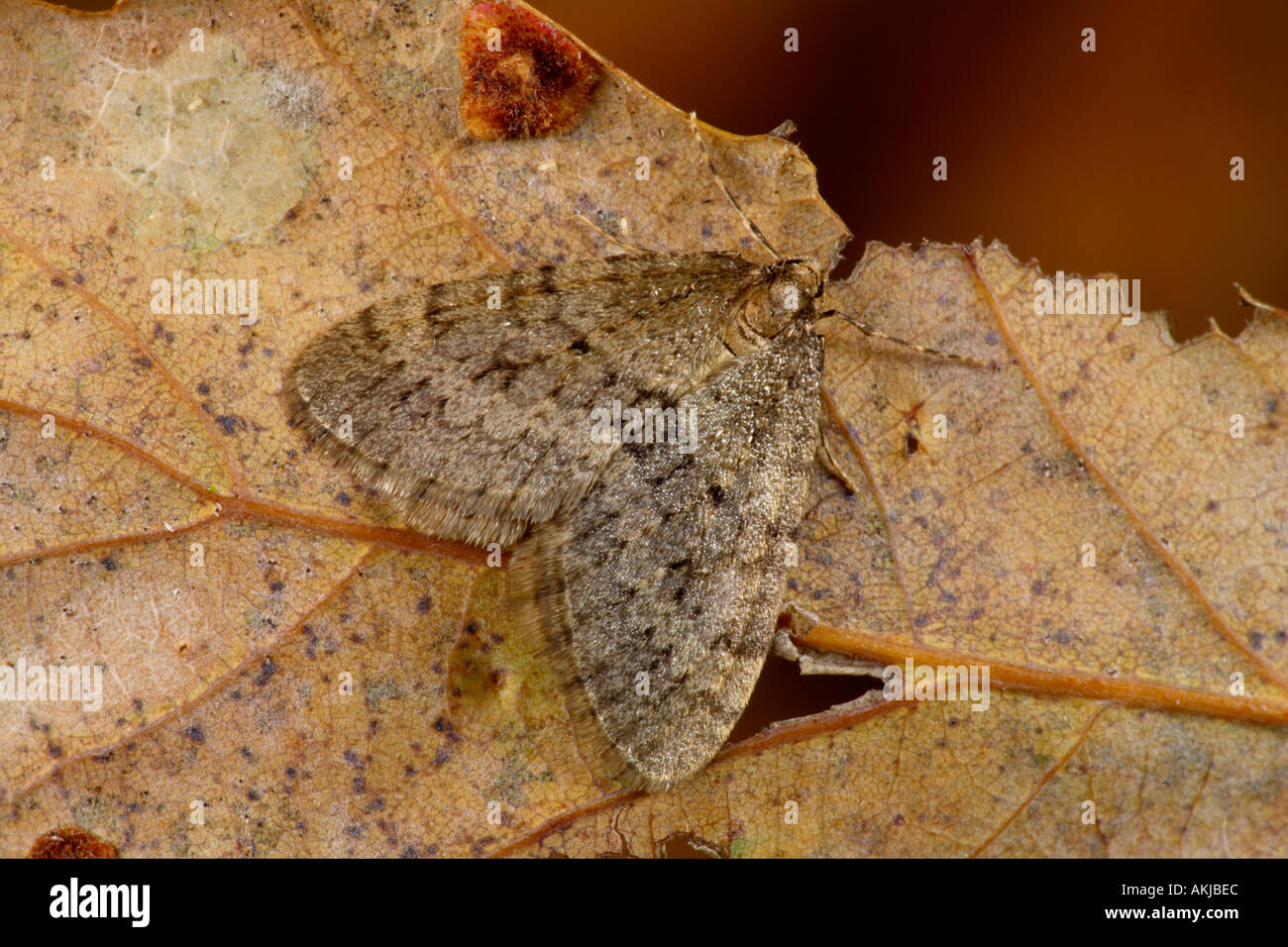 Winter Moth (Operophtera brumata) at rest on autumnal leaf potton ...