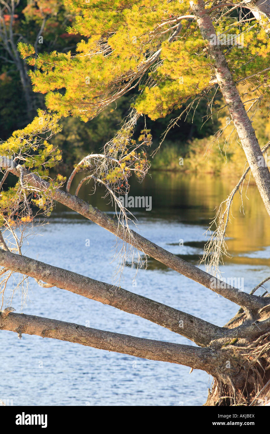 Trees along shoreline Two Hearted River Michigans Upper Peninsula Stock ...