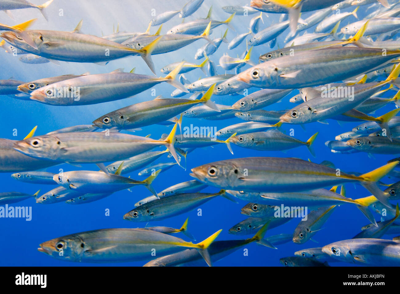 School of Rainbow Runners, Sea of Cortez, Mexico Stock Photo - Alamy