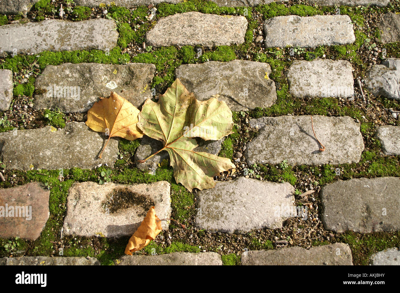 Rustic Pavement with Autumnal Leaf In Bristol Harbour Stock Photo - Alamy