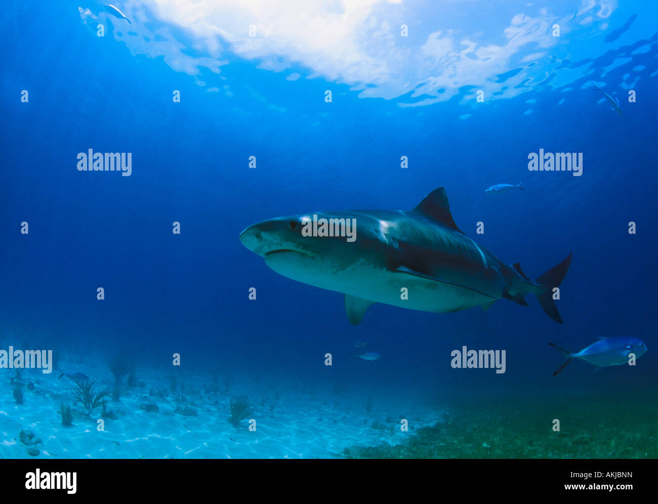 Tigershark hi-res stock photography and images - Alamy