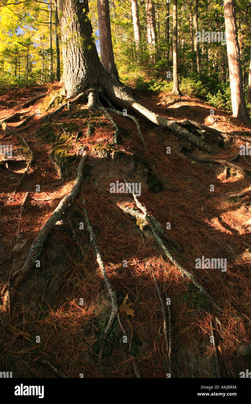 Tree roots Michigan s Upper Peninsula Stock Photo - Alamy