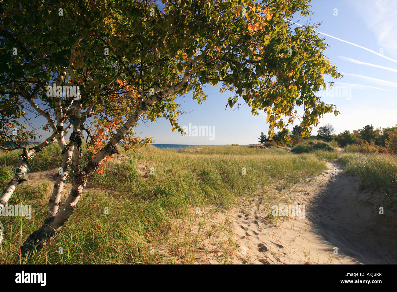 Trees along the Lake Superior shoreline Michigan s Upper Peninsula ...