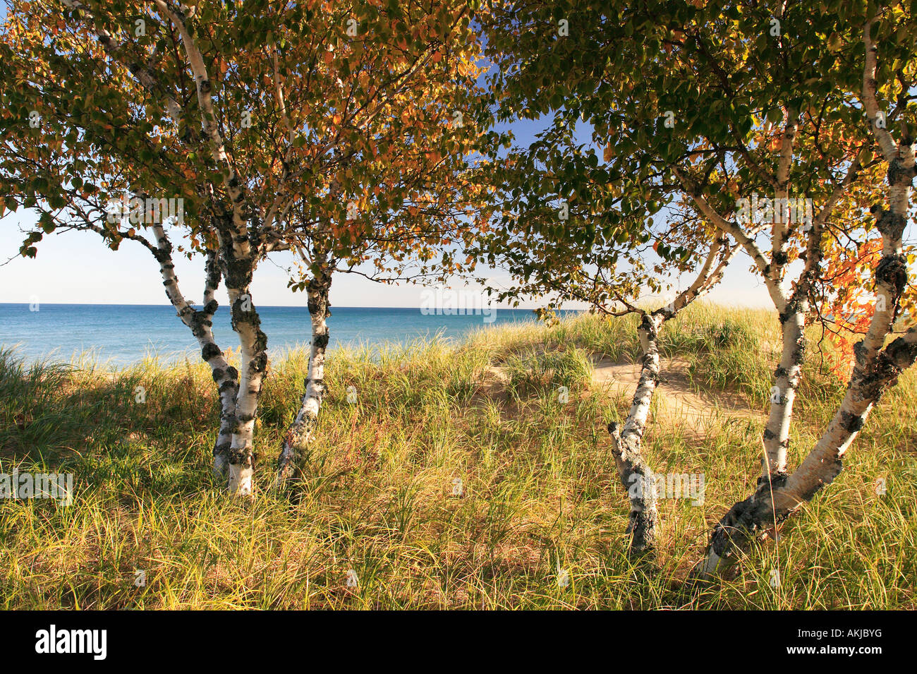 Trees along the Lake Superior shoreline Michigan s Upper Peninsula ...