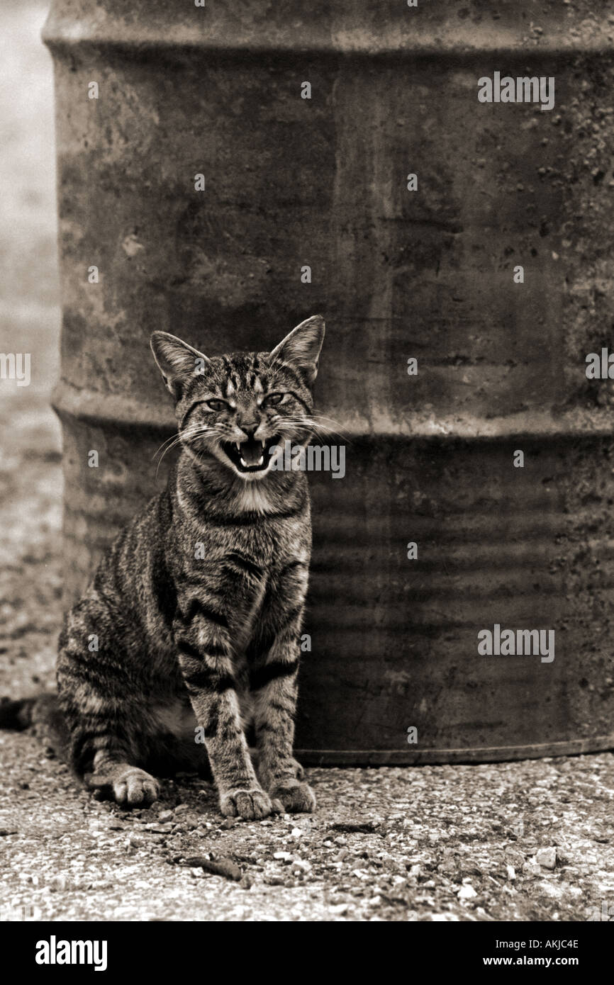 Feral cat photo hi-res stock photography and images - Alamy