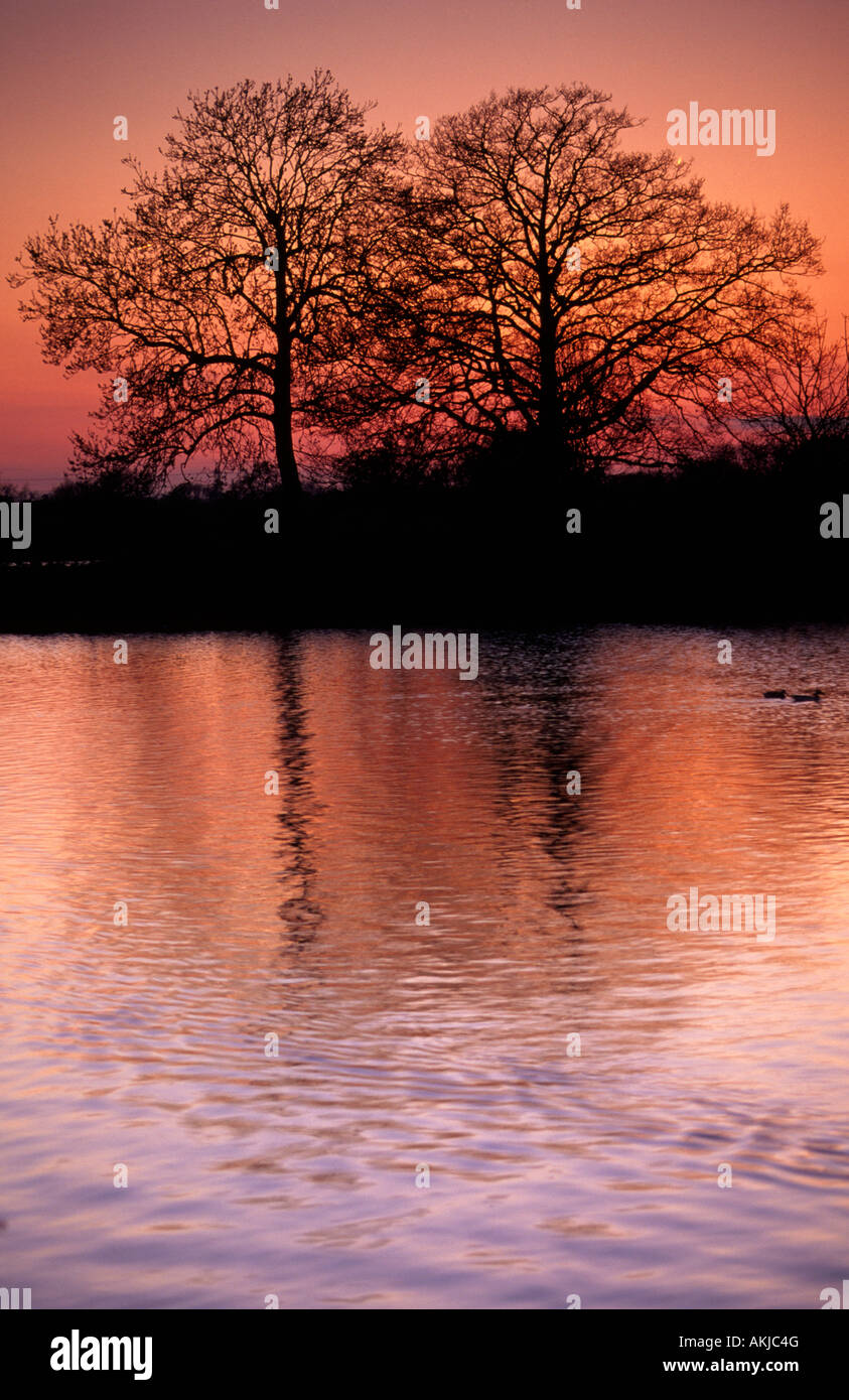 Two trees reflected in a lake at Dinton Pastures Country Park, Reading ...
