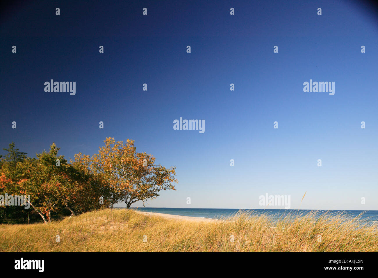 Trees along the Lake Superior shoreline Michigan s Upper Peninsula ...