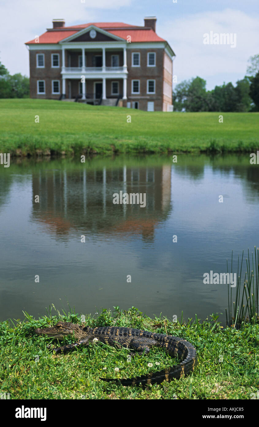 American alligator south carolina hi-res stock photography and images ...
