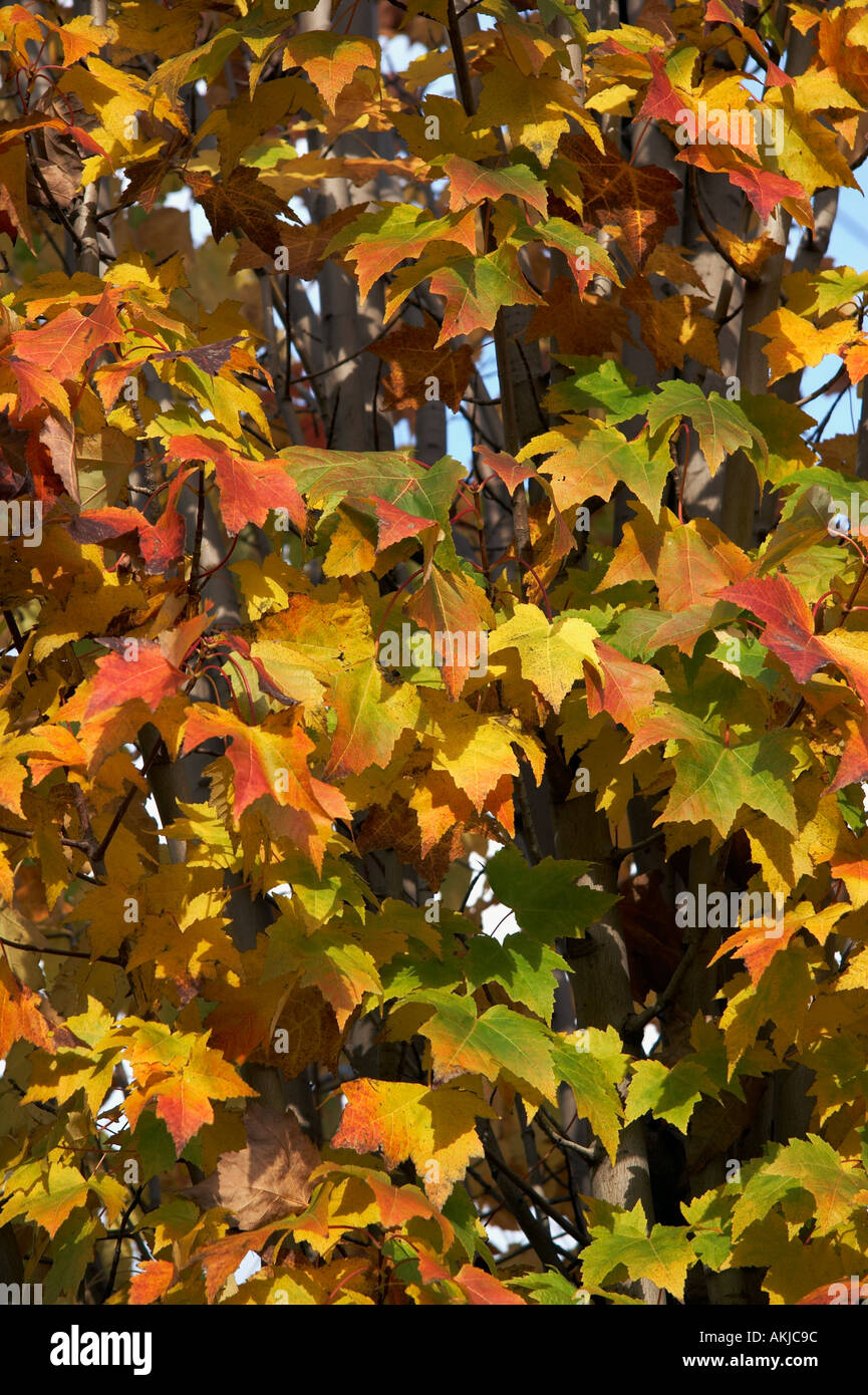 Maple tree leaves turning color in autumn Stock Photo - Alamy