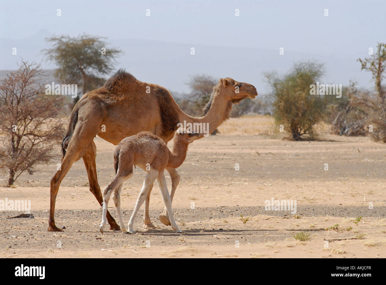 Mother and baby camel Sahara desert Mauritania Stock Photo - Alamy