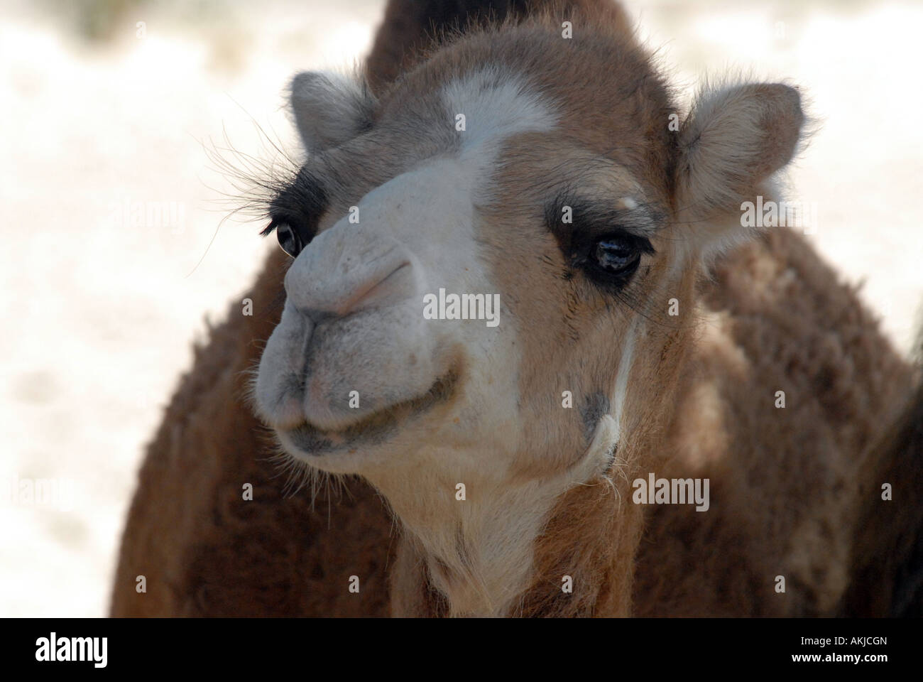 Face of a baby camel Stock Photo - Alamy