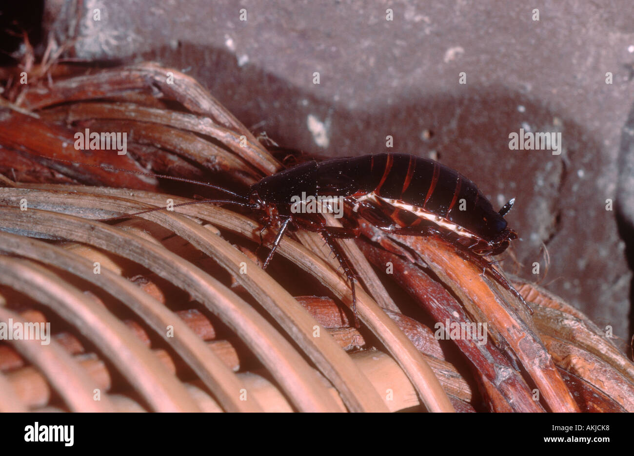 Common Cockroach, Blatta orientalis Stock Photo - Alamy