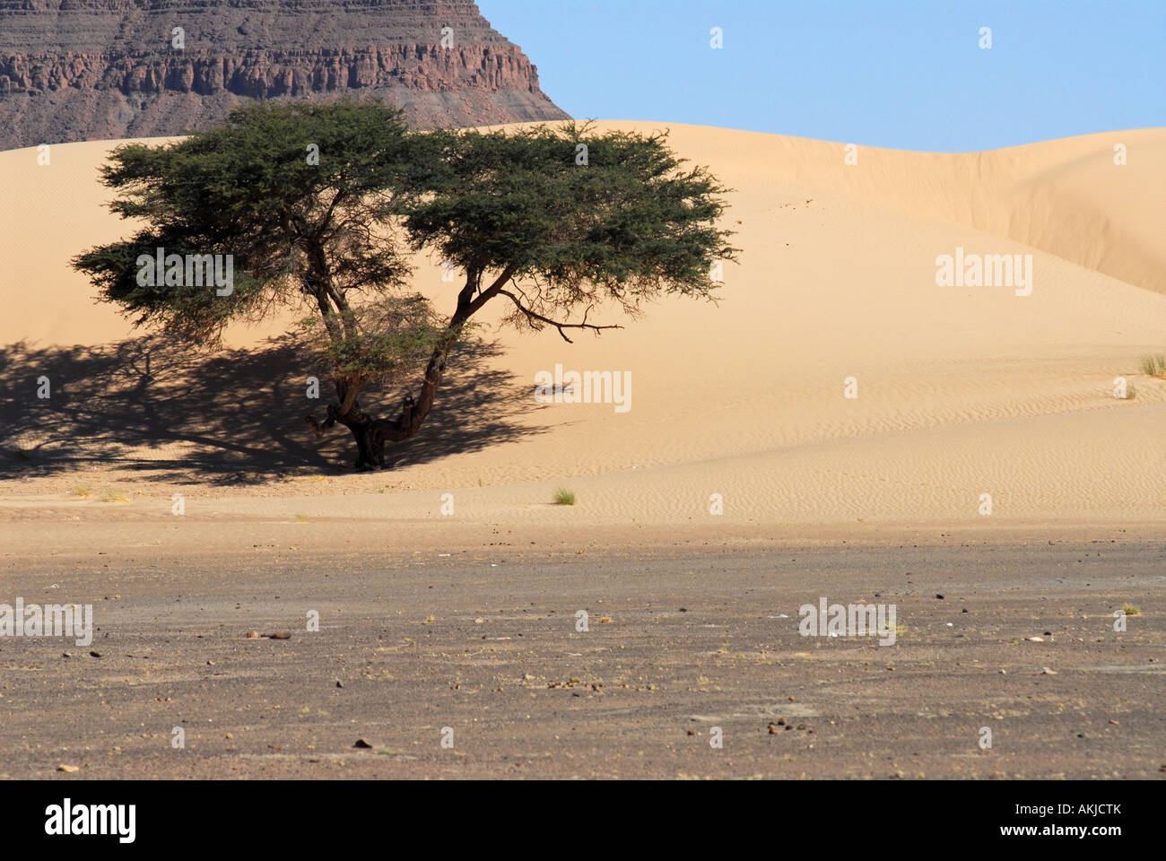 Dunes of Amatlich,Tahla tree, Adrar desert , Sahara Mauritania Stock ...