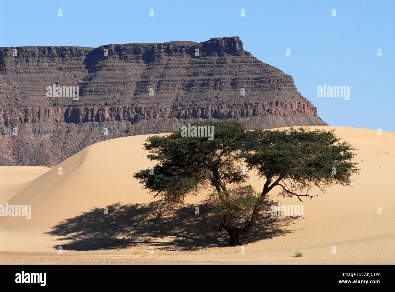 Dunes of Amatlich,Tahla tree, Adrar desert , Sahara Mauritania Stock ...