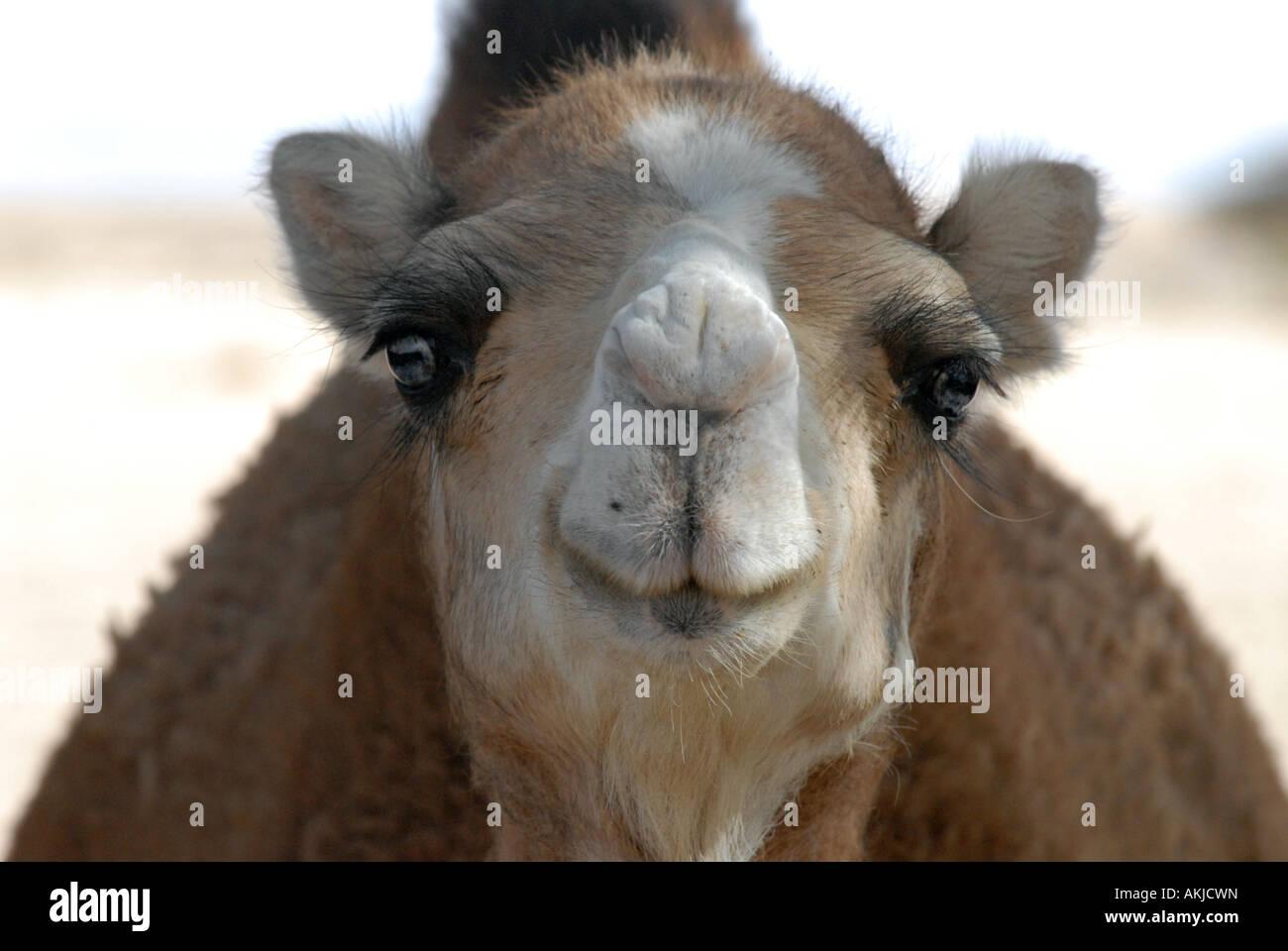 Face of a camel Stock Photo - Alamy