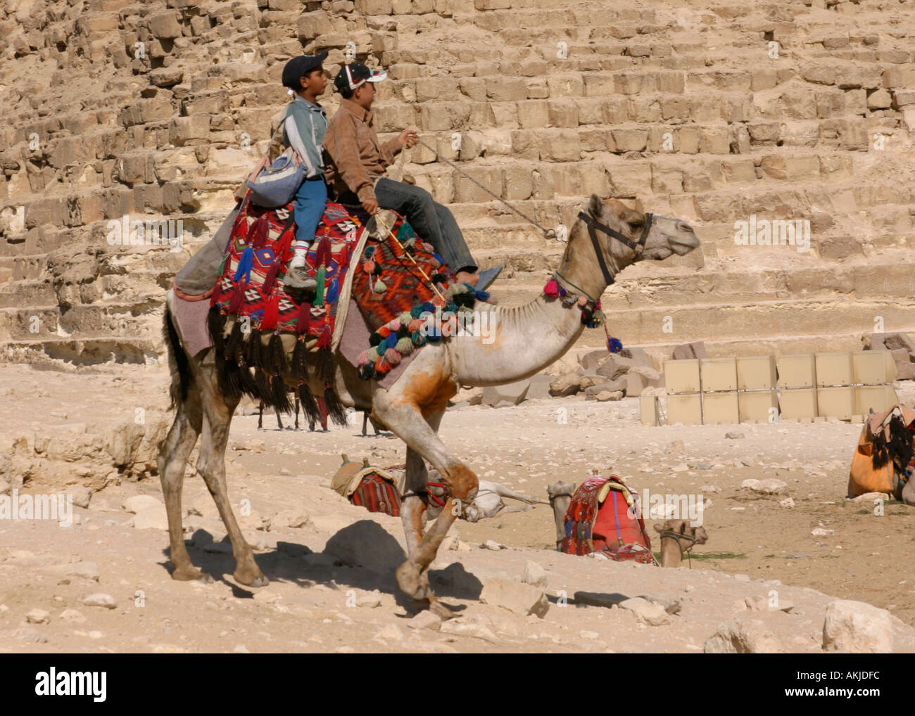 camel ride in front of Pyramid Stock Photo - Alamy