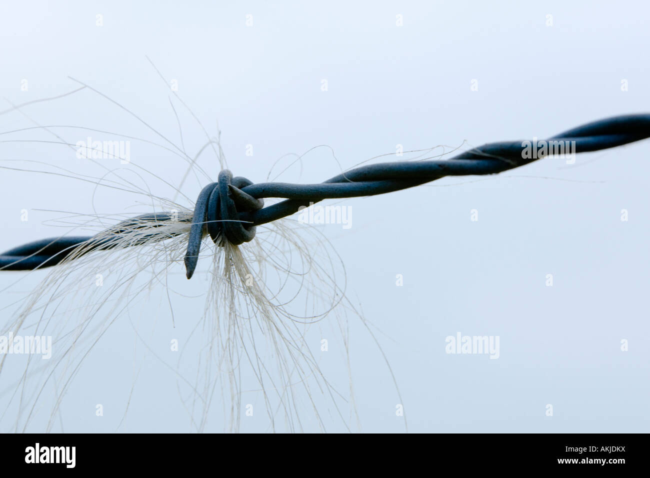 Hair caught on barbed wire hi-res stock photography and images - Alamy