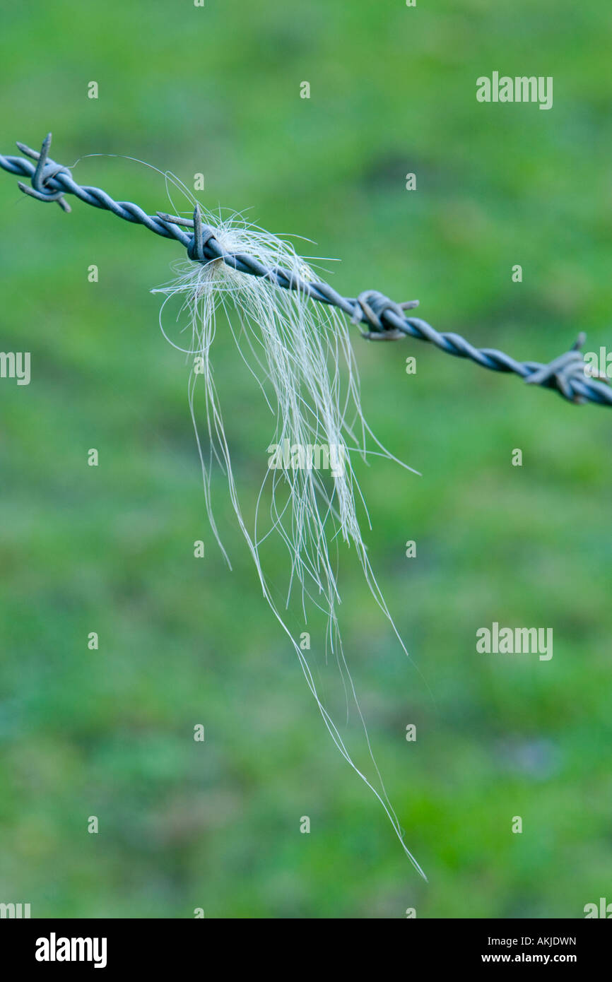 Hair caught on barbed wire hi-res stock photography and images - Alamy